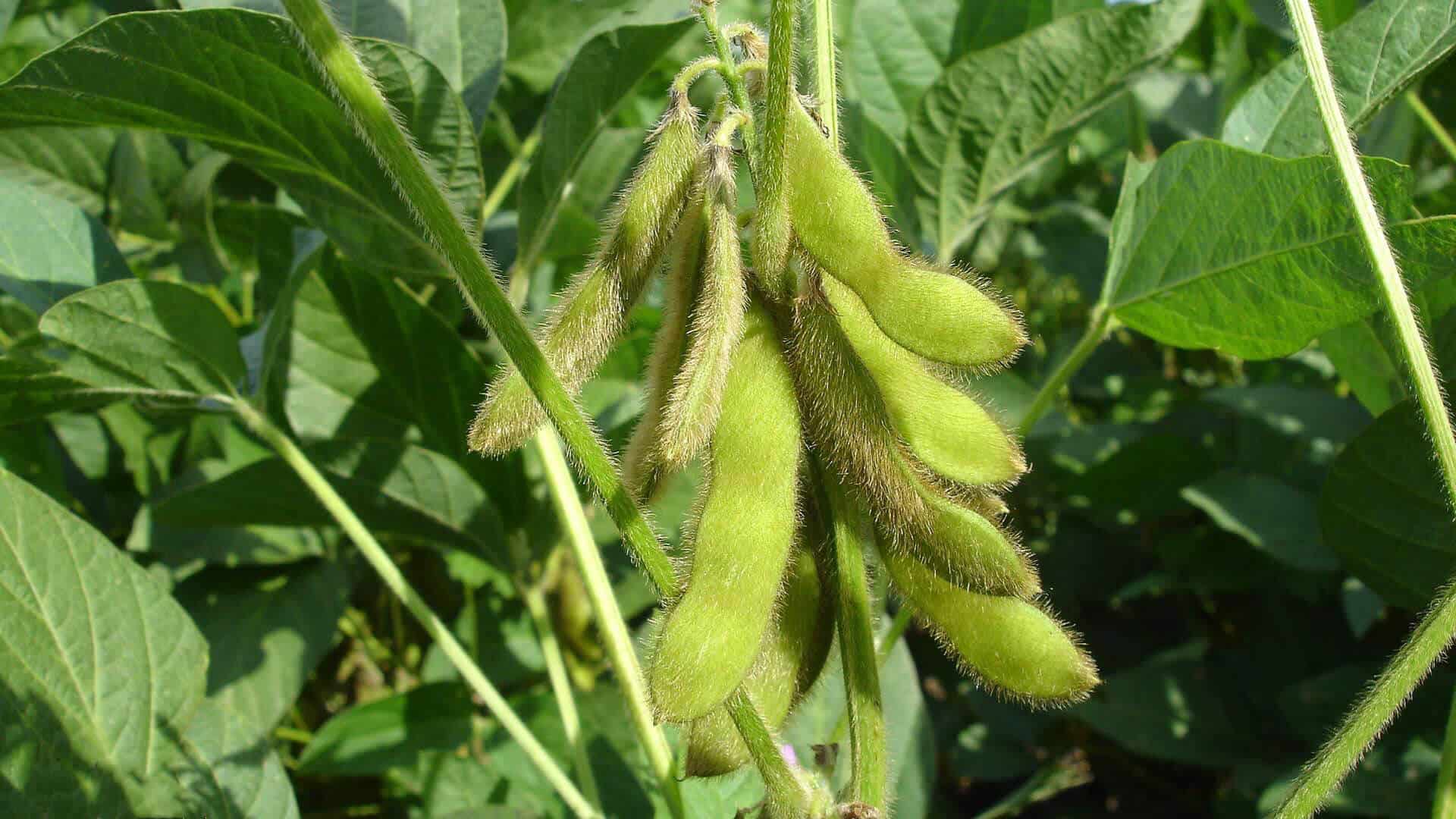 Doeltreffende inokulasie op sojabone - Agri Technovation