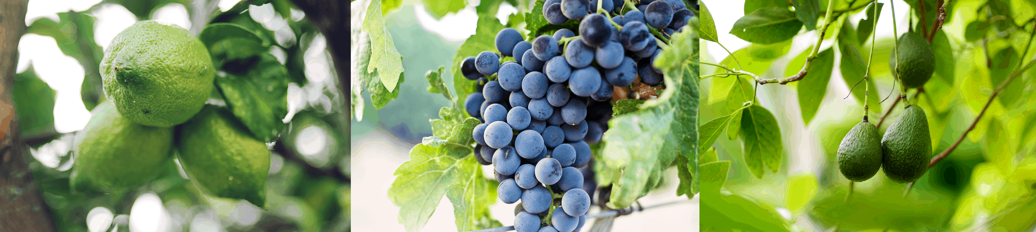 Daag die siening van boordprestasies uit - Agri Technovation