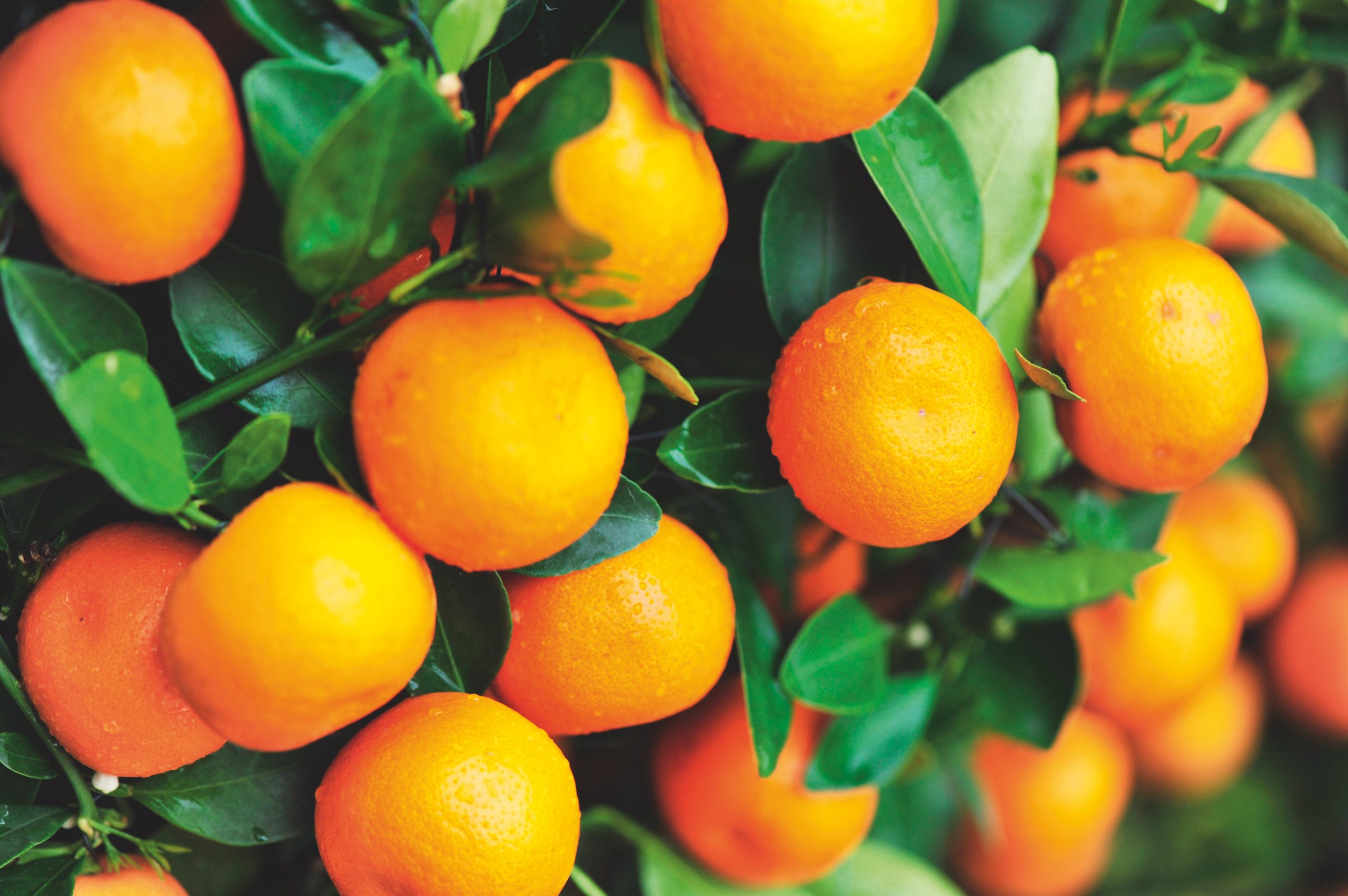 Belangrikheid van energiebespuitings op sitrus - Agri Technovation