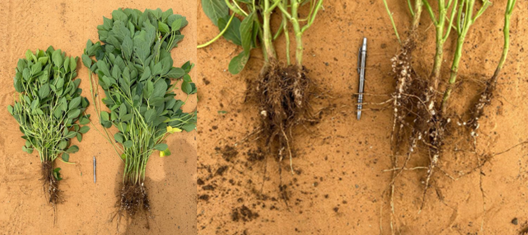 Inoculation of legumes - Agri Technovation