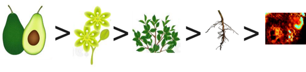 Koolhidrate en blomontwikkeling in avokado's - Agri Technovation