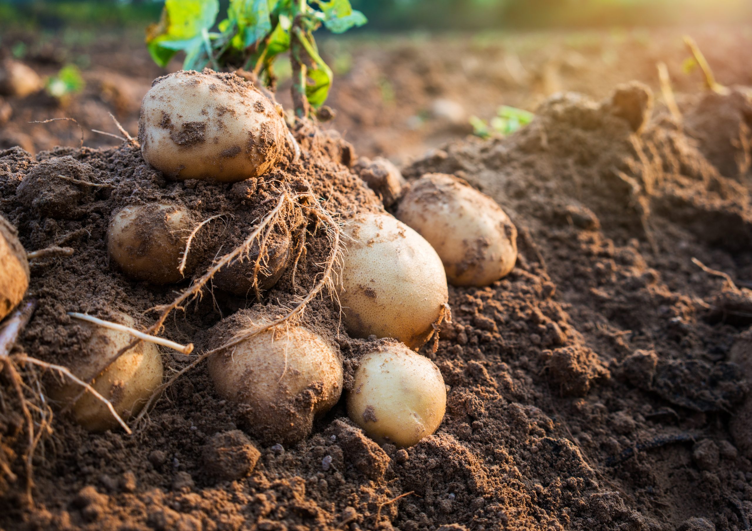 Aartappels wat Gatskop! - Agri Technovation