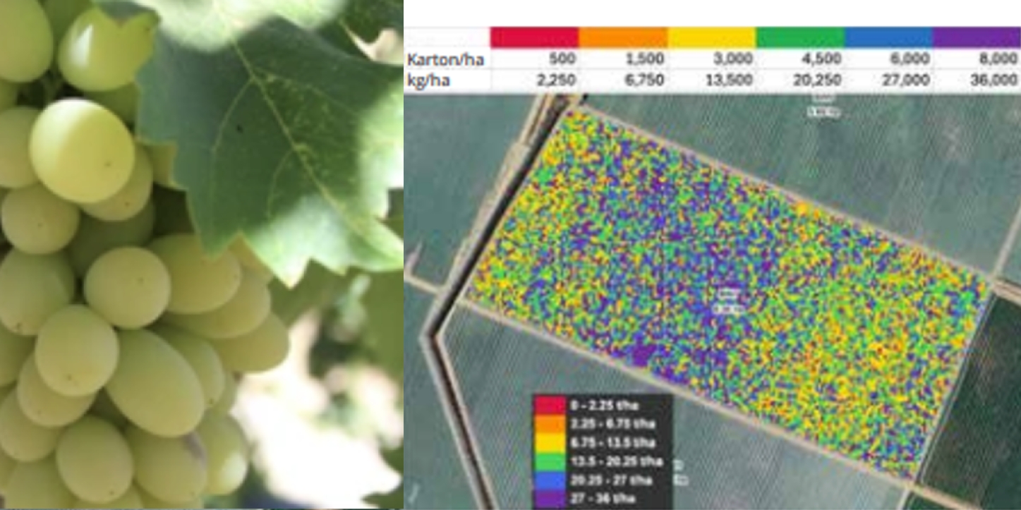 Optimise table grape production with PICKLOGGER™ - Agri Technovation